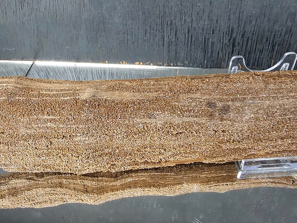 Fossil Wood Quartz Crystal Druze Rare Petrified Wood (#7) – Distinction ...