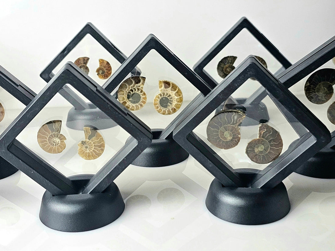 Ammonite Fossil Pair presented in display case – Distinction Crystals