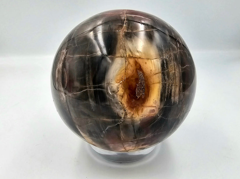 Large Petrified Fossil Wood / Crystal Sphere 3.87KG – Distinction Crystals