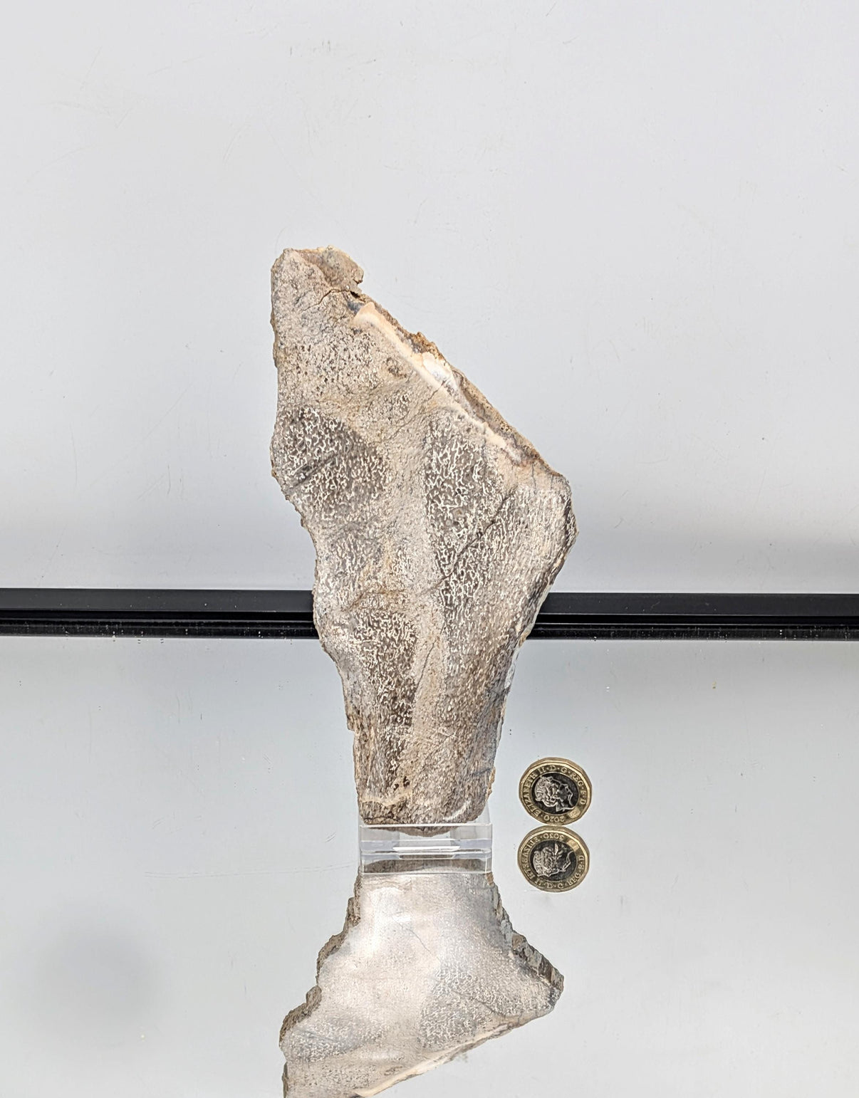 Large Dinosaur Bone Fossil Slice – Distinction Crystals