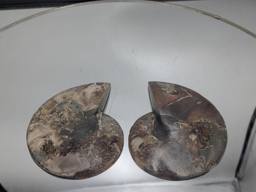 Opalised Red Ammonite Fossil Pair – Exceptional Quality – Distinction ...