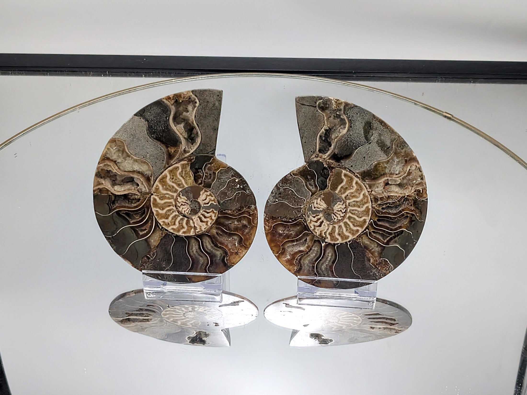Opalised Red Ammonite Fossil Pair – Exceptional Quality – Distinction ...