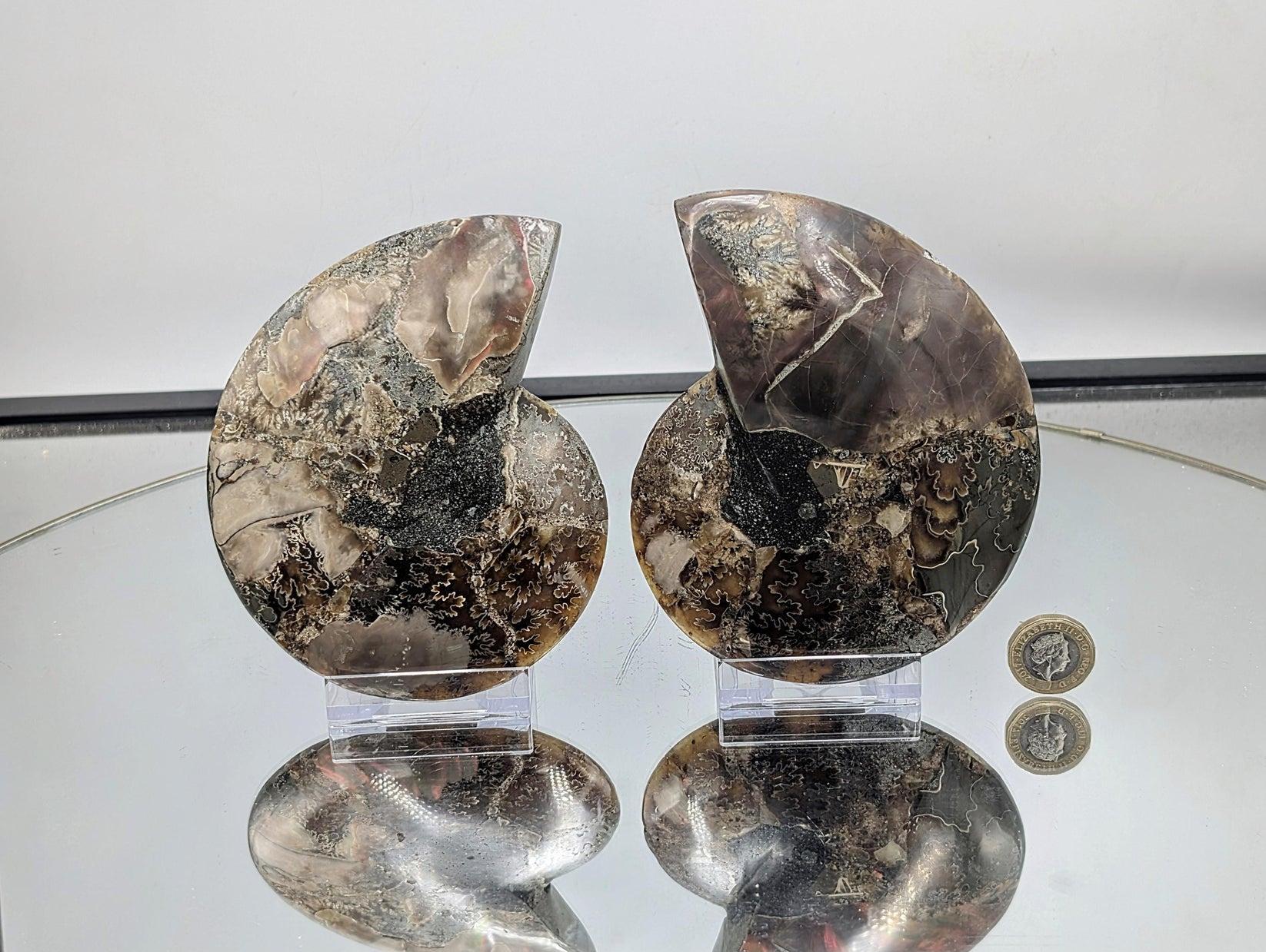 Opalised Red Ammonite Fossil Pair – Exceptional Quality – Distinction ...