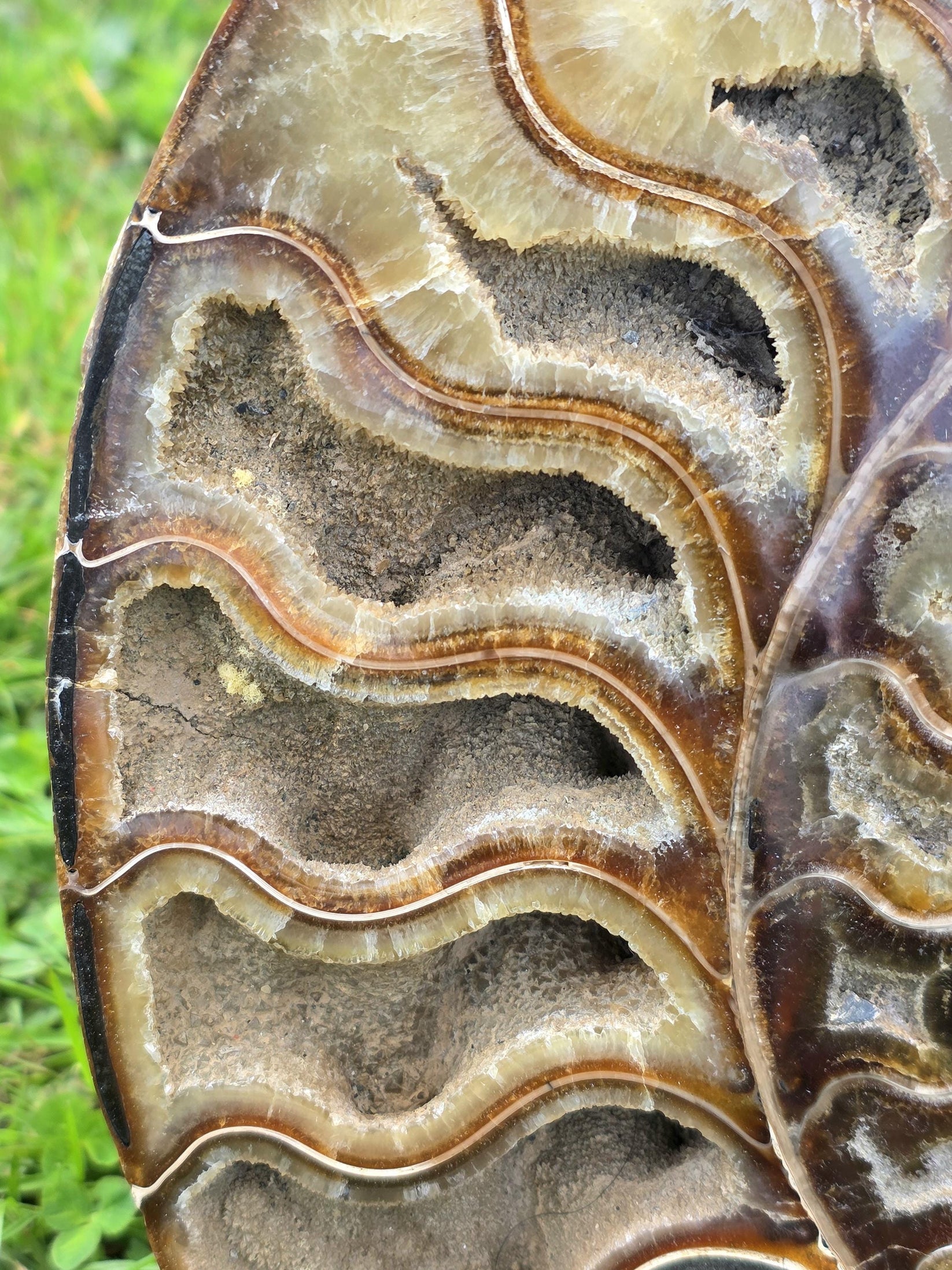 Large Ammonite Fossil Pair for Natural Home Decor – Distinction Crystals