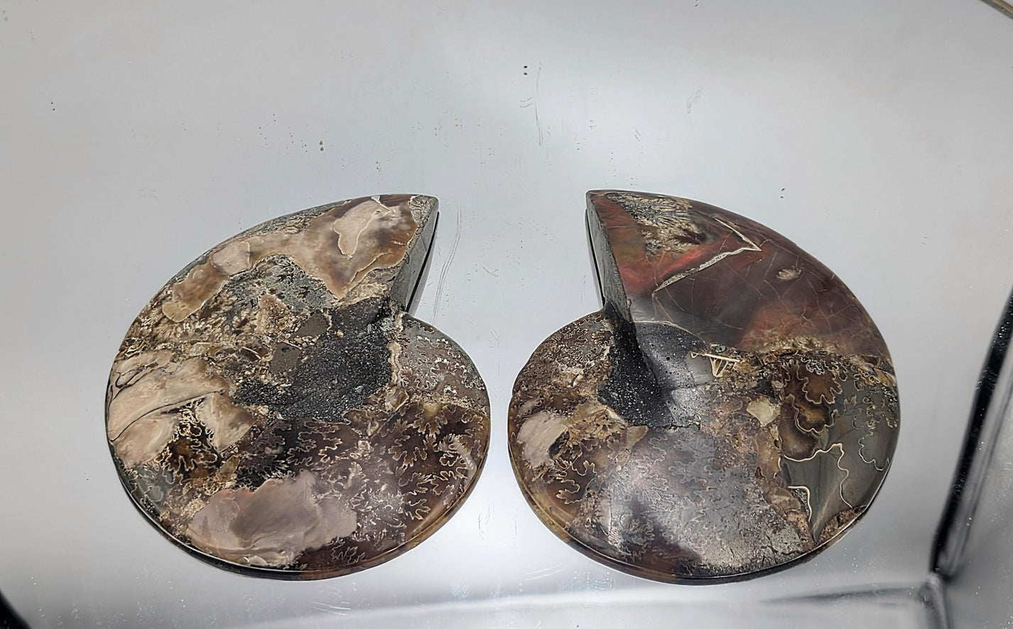 Opalised Red Ammonite Fossil Pair – Exceptional Quality – Distinction ...