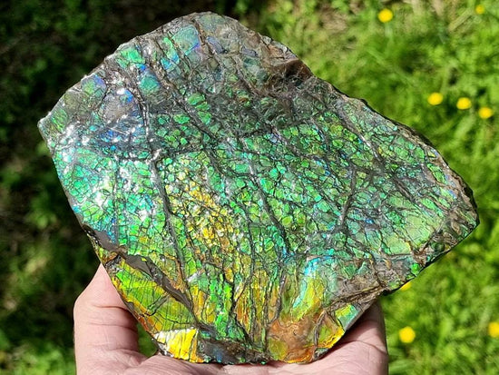 Large Ammolite Crystal Gemstone – Distinction Crystals
