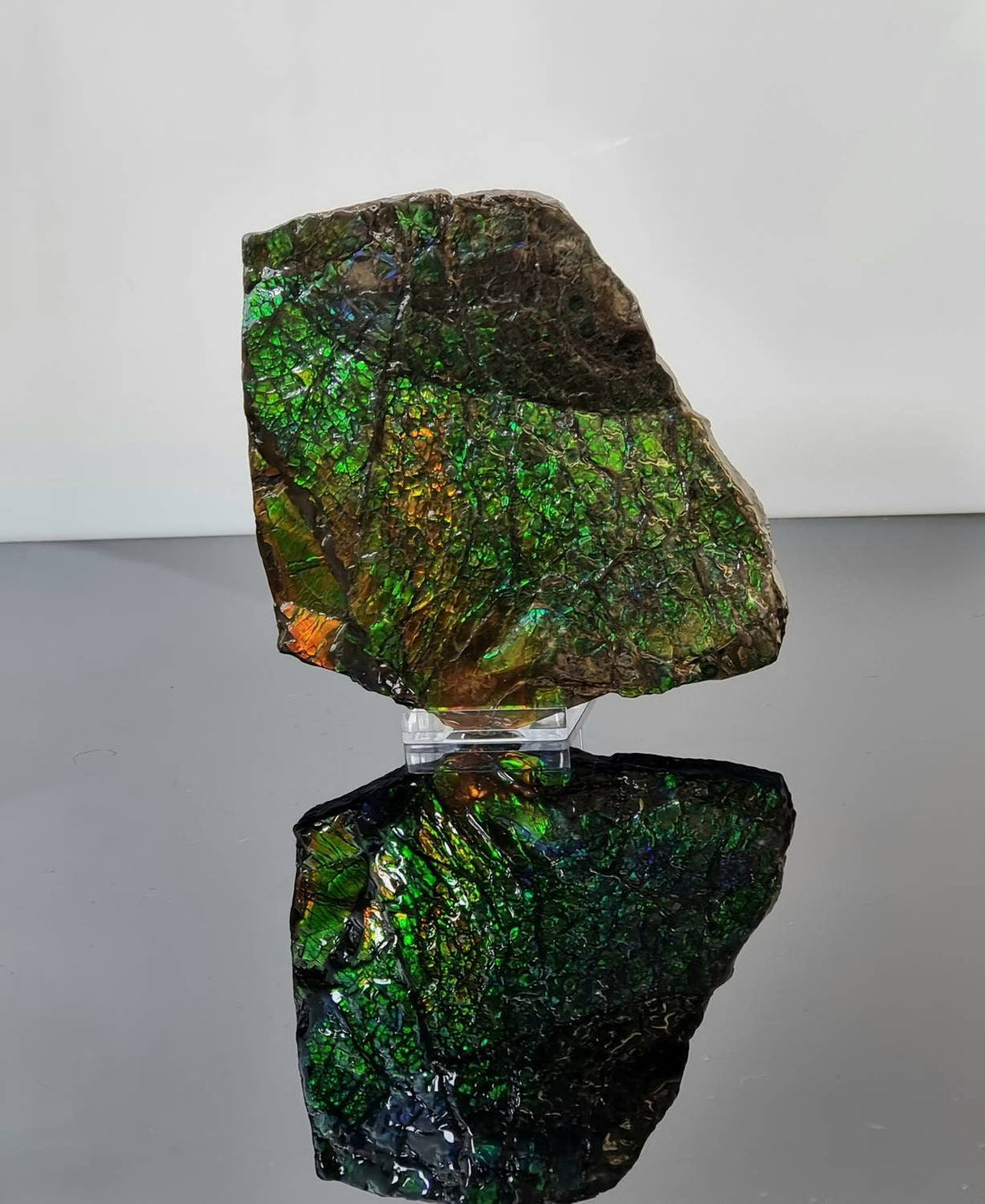 Large Ammolite Crystal Gemstone – Distinction Crystals