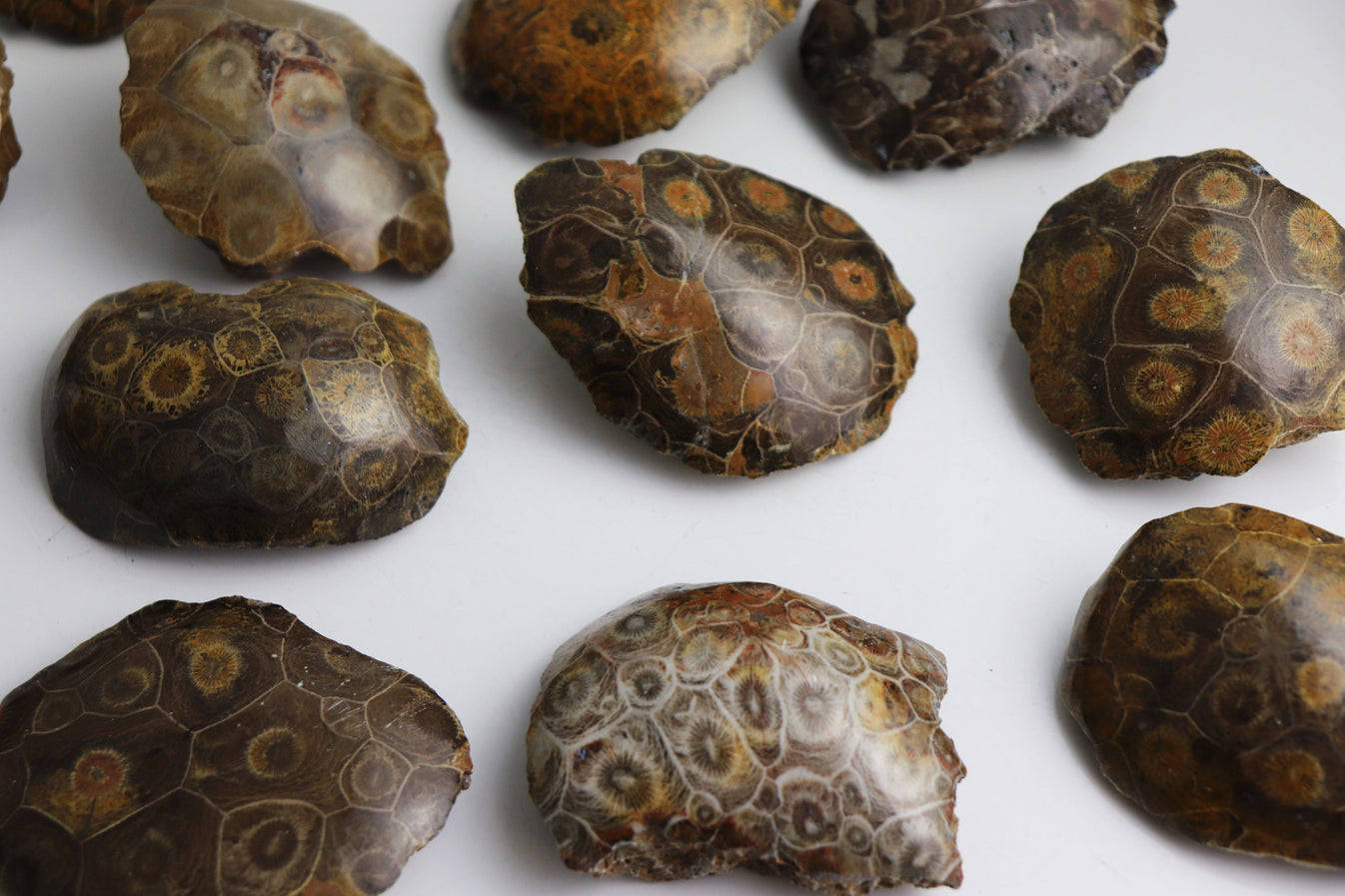 Fossil Coral Polished Natural Morocco – Distinction Crystals