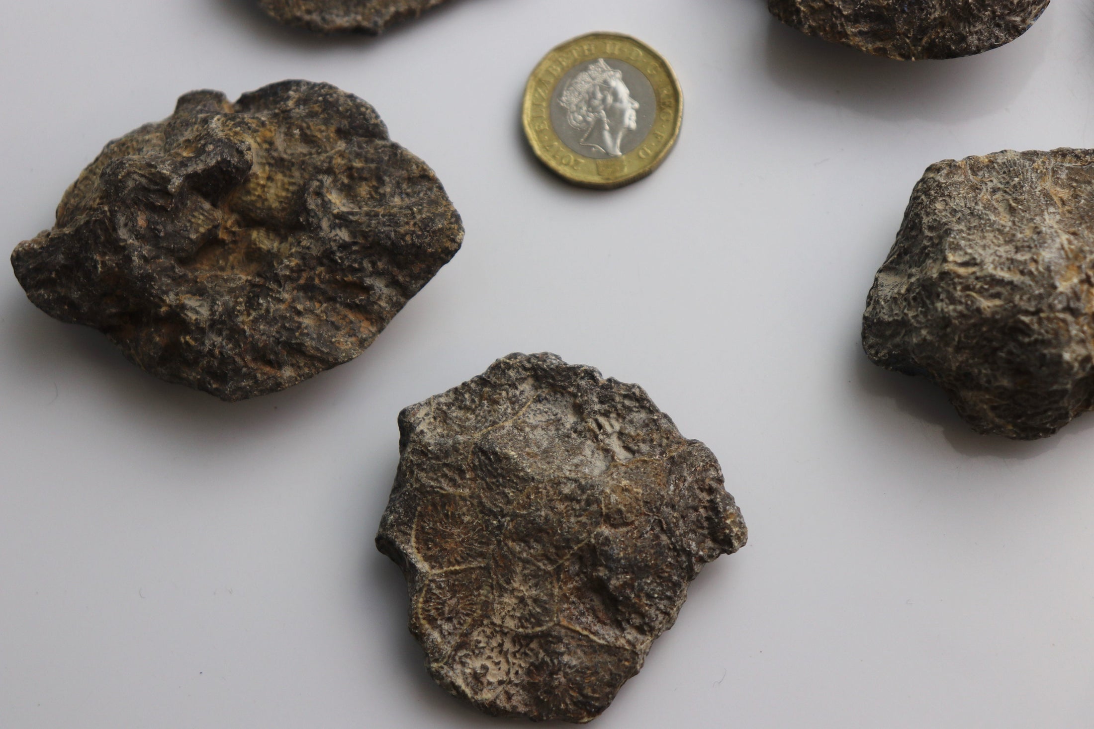 Fossil Coral Polished Natural Morocco – Distinction Crystals